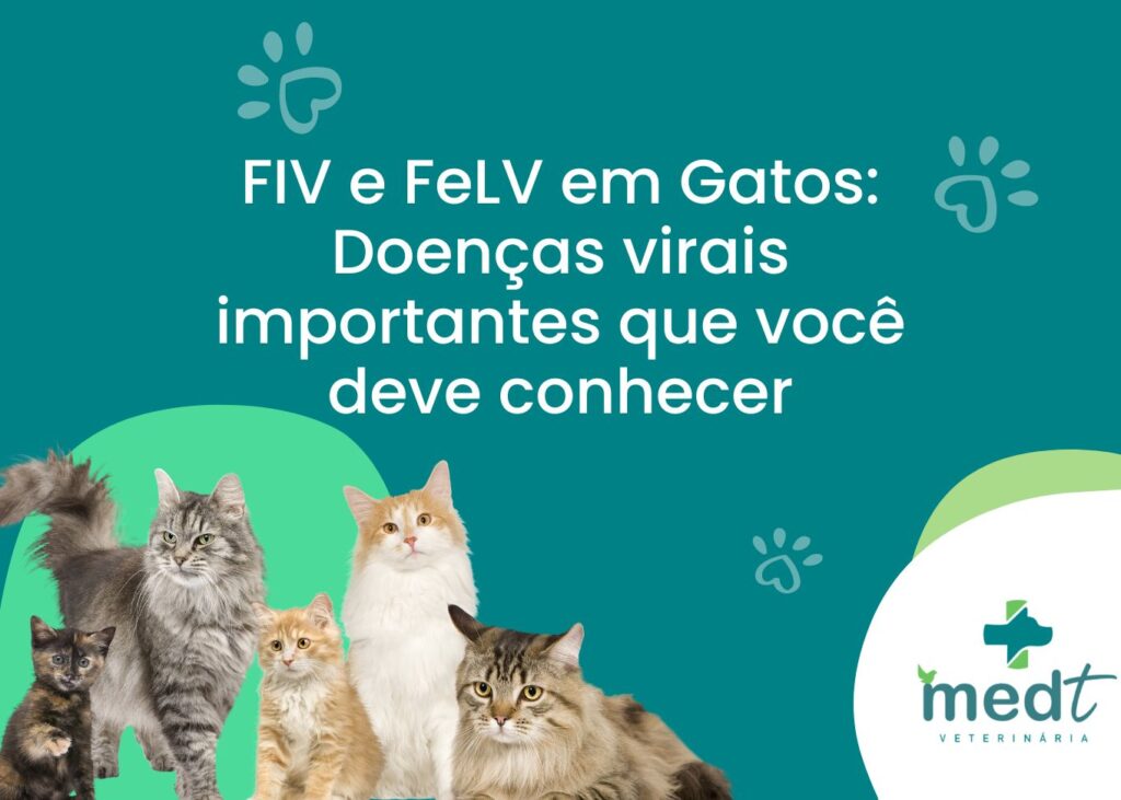 FIV e FeLV em Gatos: Doenças Virais Importantes