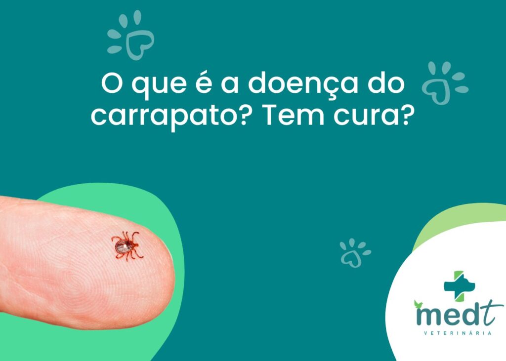 O que é a doença do carrapato? Tem cura? - Clínica Veterinária